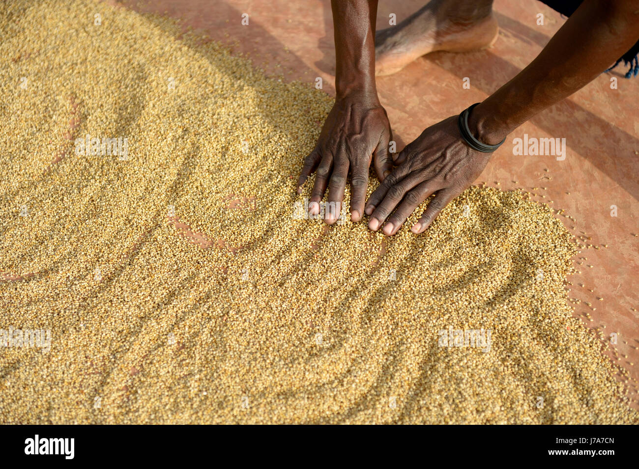 Grains drying outdoors copy space hi-res stock photography and images ...