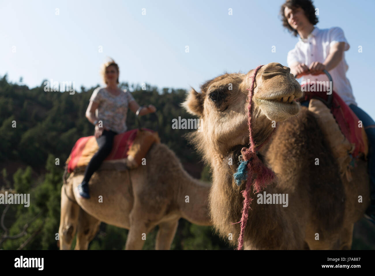 Woman and camel hi-res stock photography and images - Alamy