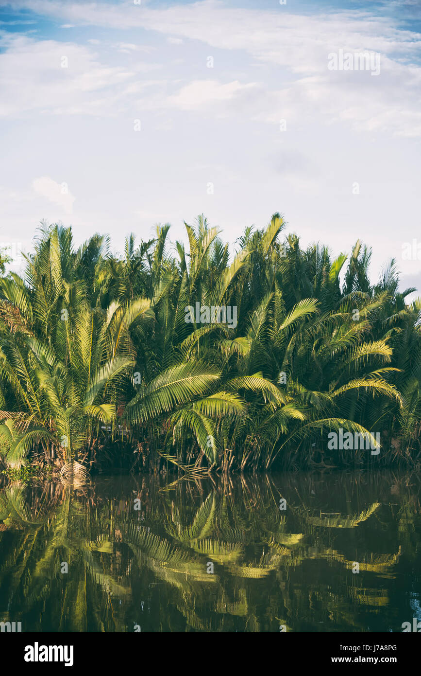 Tropical river palm trees hi-res stock photography and images - Alamy