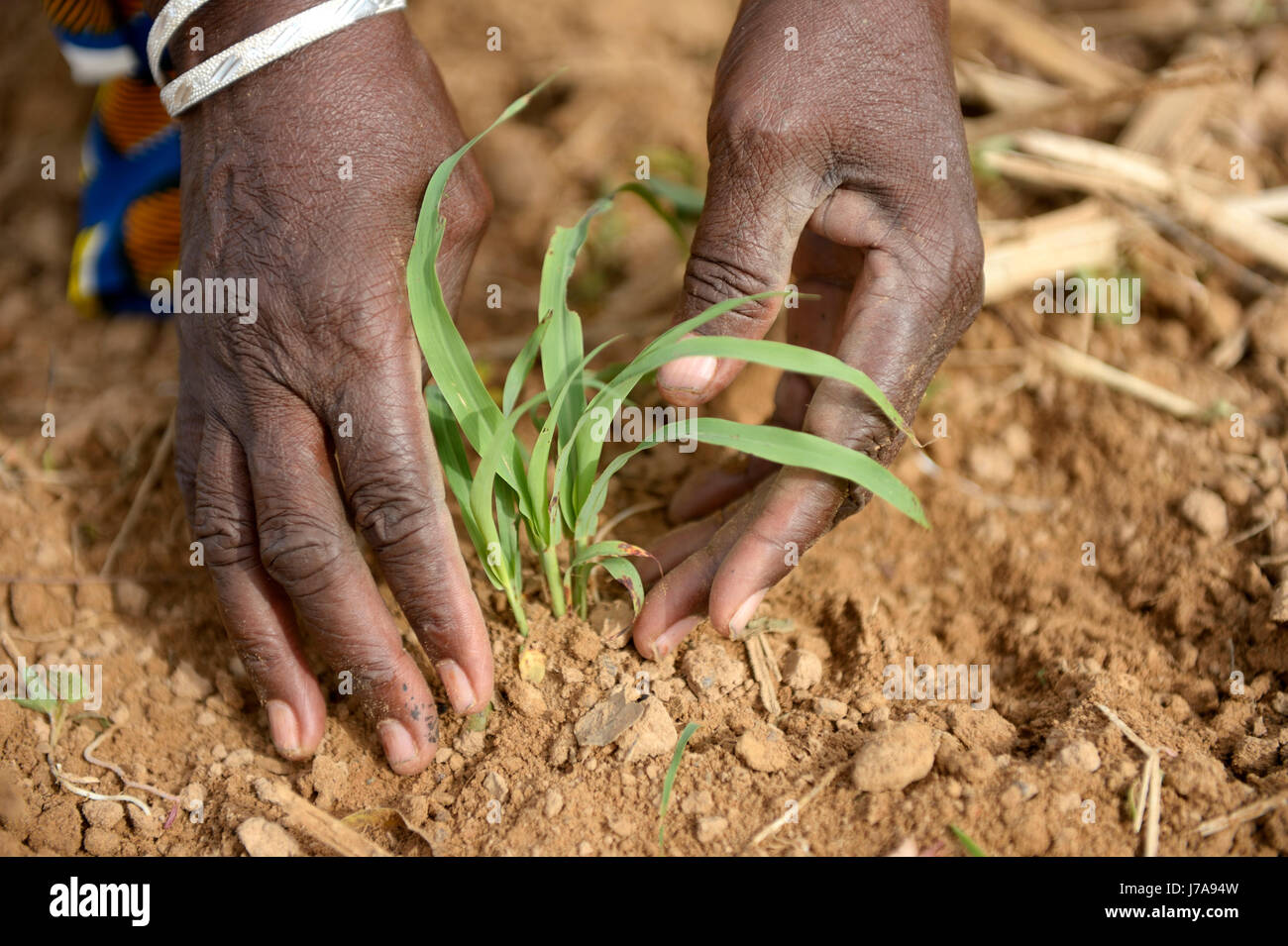 Woman planting sorghum plant hi-res stock photography and images - Alamy