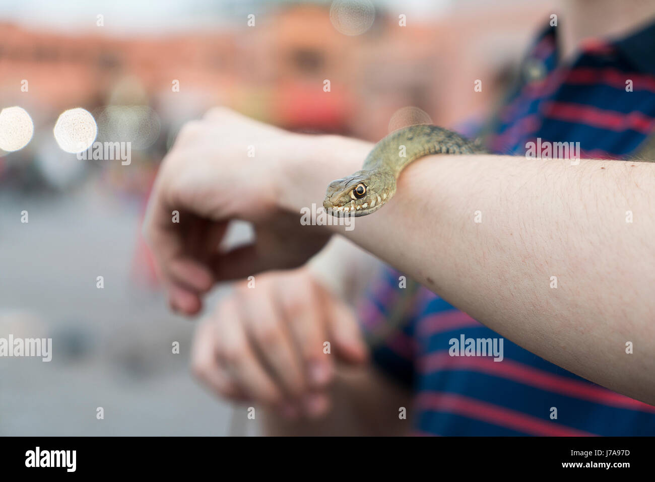 Snake on arm hi-res stock photography and images - Alamy