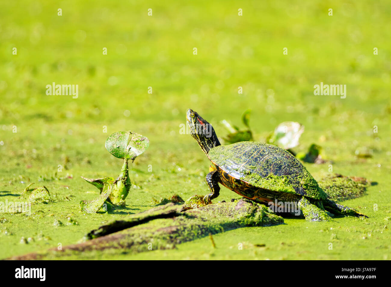 USA, Texas, Needville, Brazos River, Brazos Bend State Park, red-eared ...