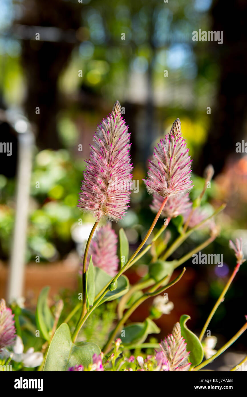 Pilots exaltatus also commonly known as the pink mulla mulla or tall ...