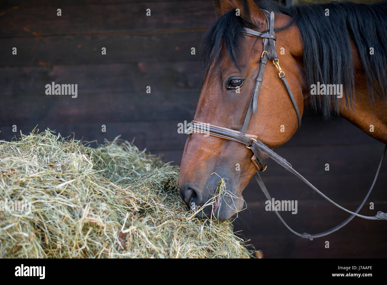 Horse eating hay Stock Photo - Alamy