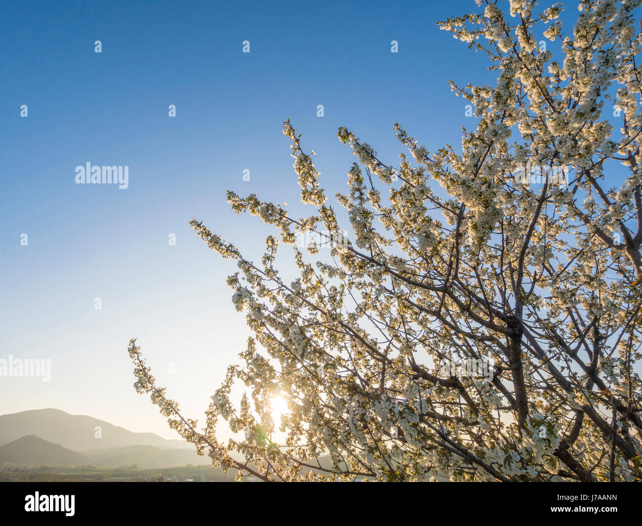 Peach tree at sunset hi-res stock photography and images - Alamy