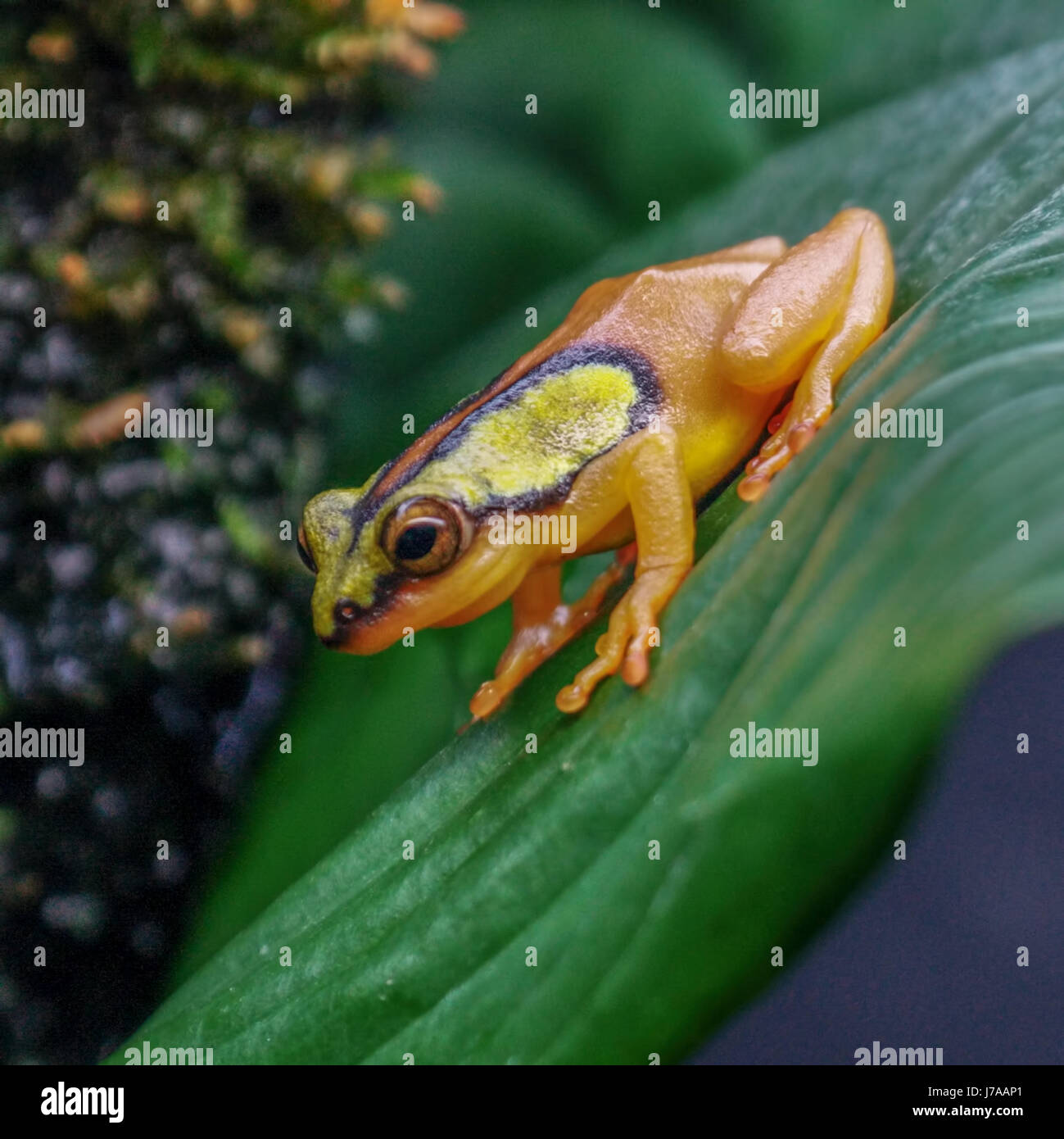 Golden poison frog phyllobates terribilis hi-res stock photography and ...