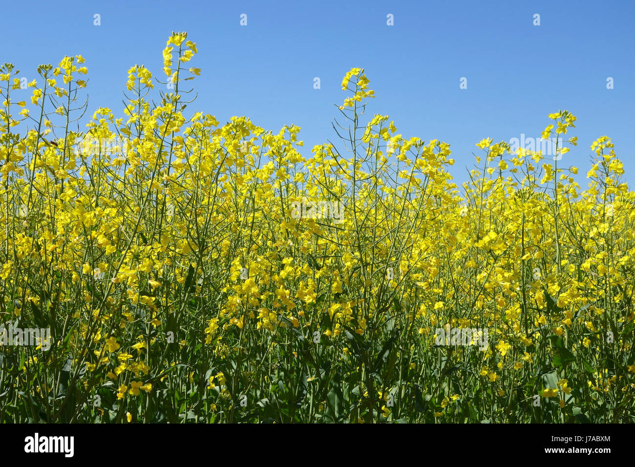 Canola crop as yellow backgrouns Stock Photo - Alamy