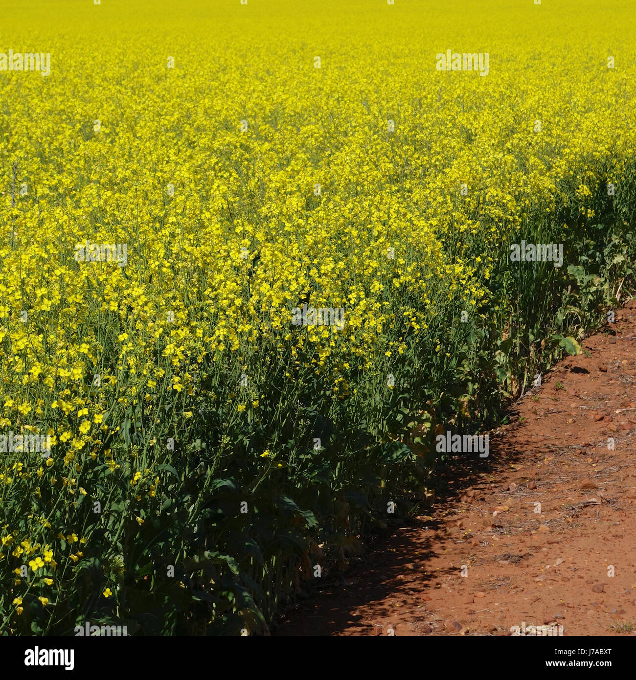 Canola crop as yellow backgrouns Stock Photo - Alamy