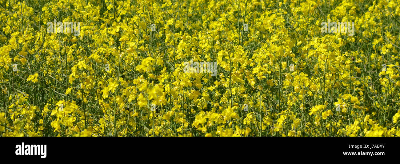 Canola crop as yellow backgrouns Stock Photo - Alamy
