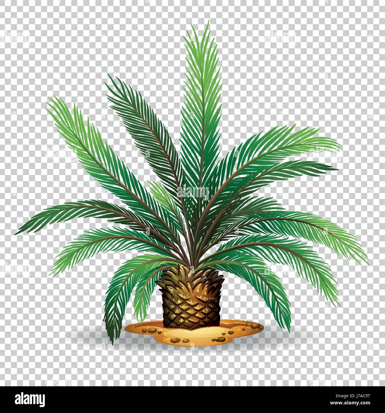 Palm tree on transparent background illustration Stock Vector Image ...