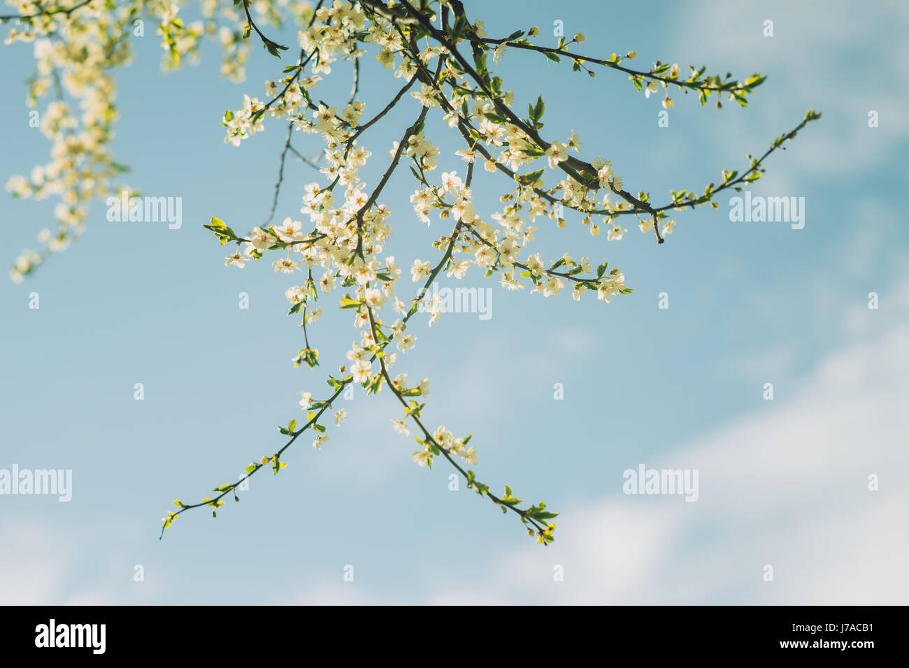 Sunlit cherry tree branch with blooming flowers against blue sky Stock ...