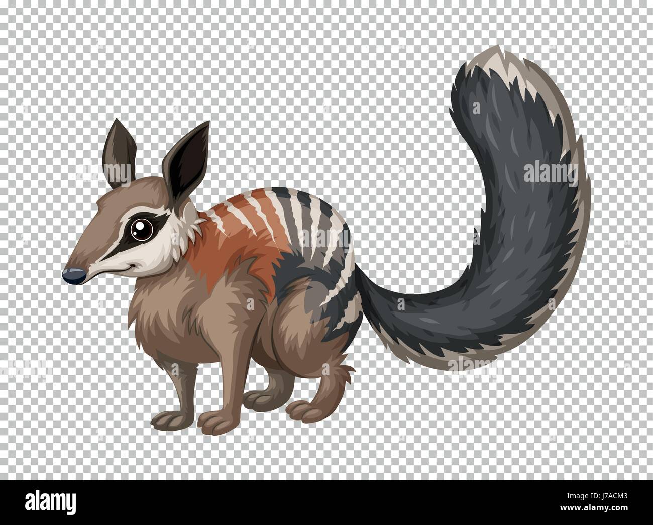 Wild numbat on transparent background illustration Stock Vector Image ...