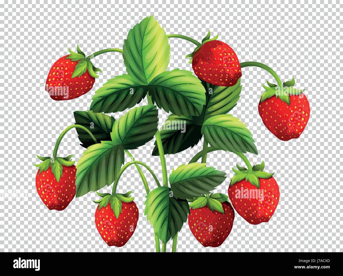 Fresh strawberry bush on transparent background illustration Stock ...