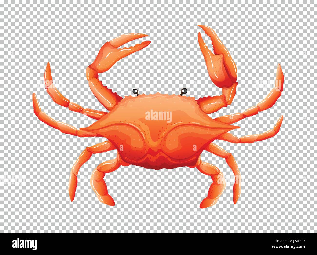 Crab on transparent background illustration Stock Vector Image & Art ...