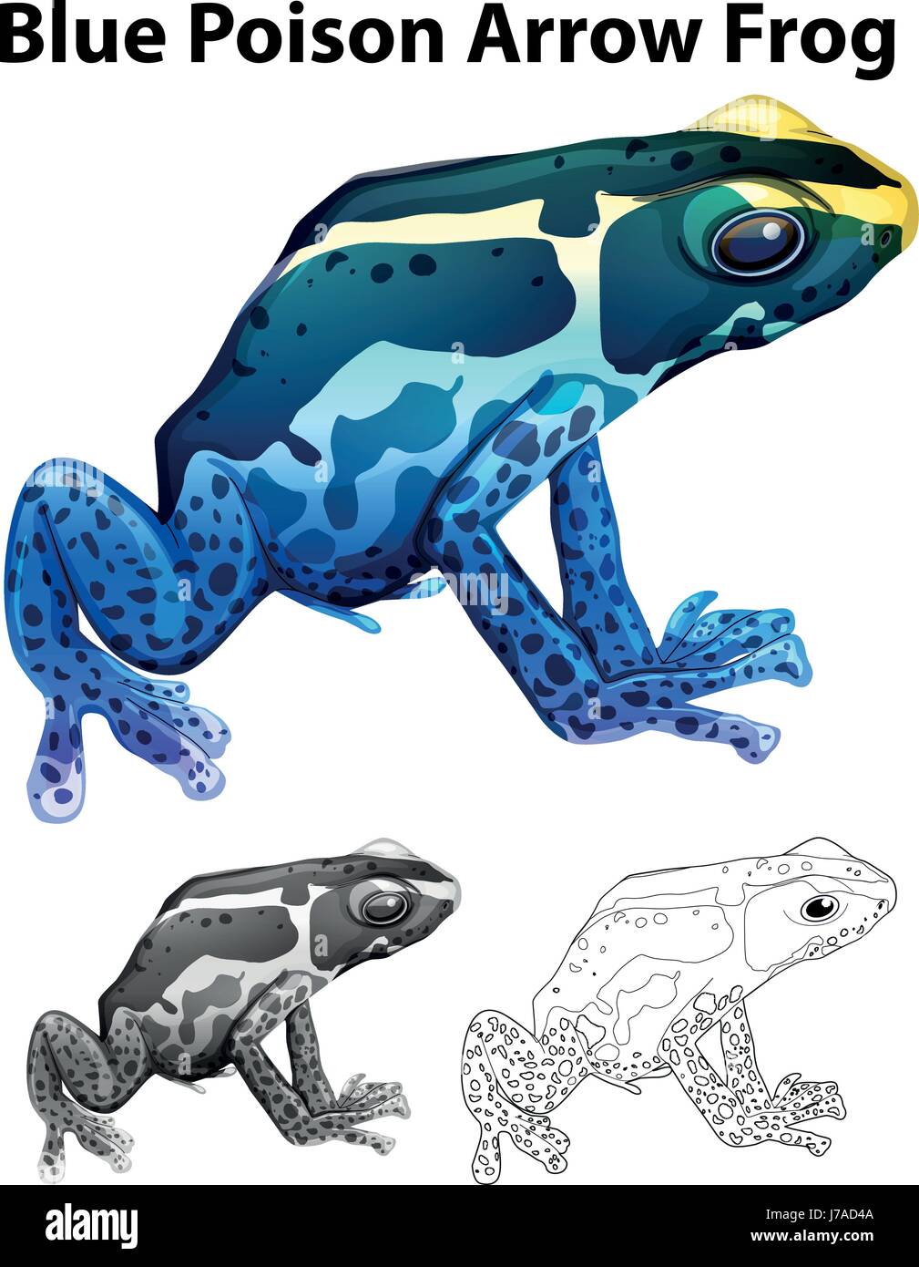 Poison Arrow Frog Diagram