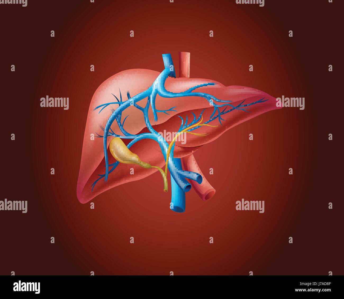 Human liver anatomy on Stock Vector Images - Alamy