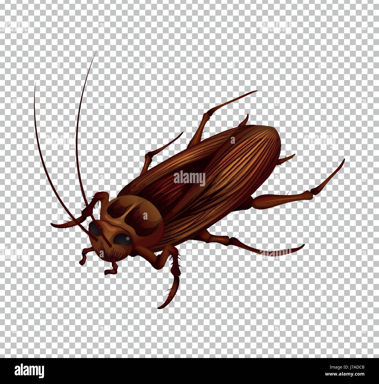 Cockroach on transparent background illustration Stock Vector Image ...