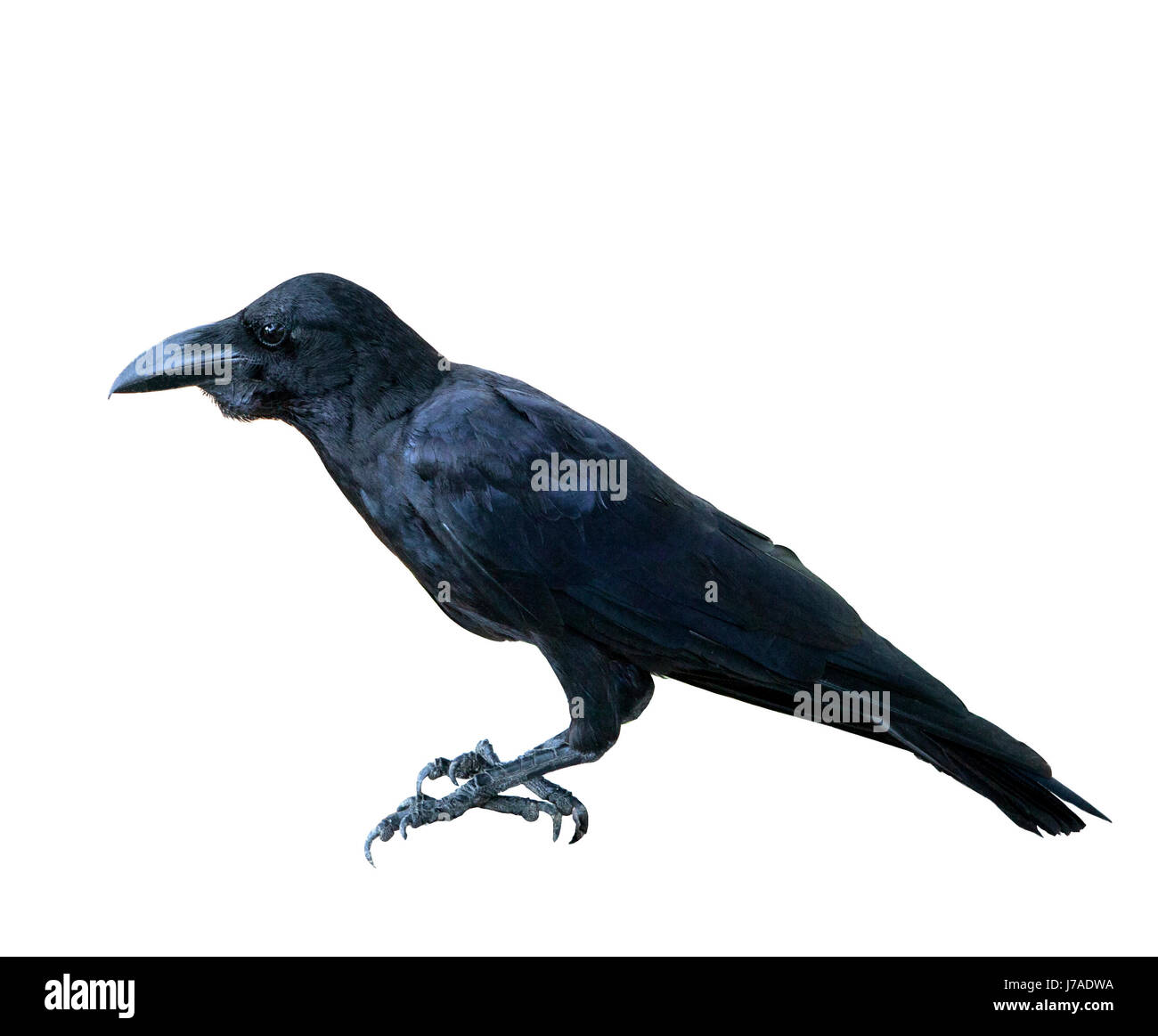 close up side view of crowed,jungle crow ,large bill crow, birds ...