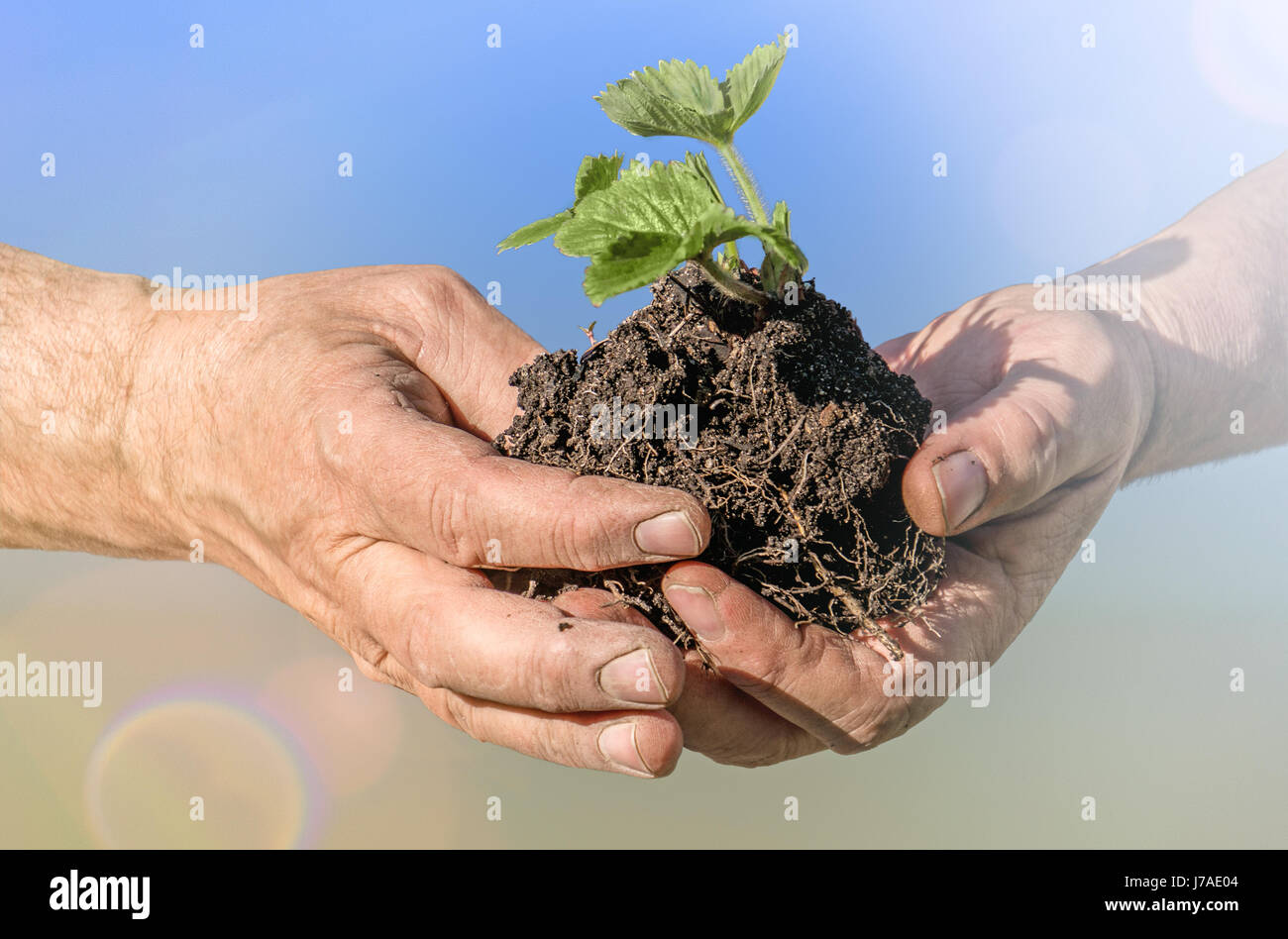 Two male hands holding a Bush of strawberries on a blue background.The ...