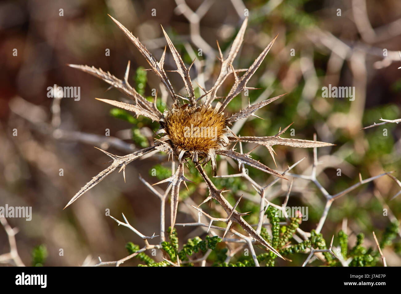 Dry Milk thistle spiked plant in the desert Stock Photo - Alamy