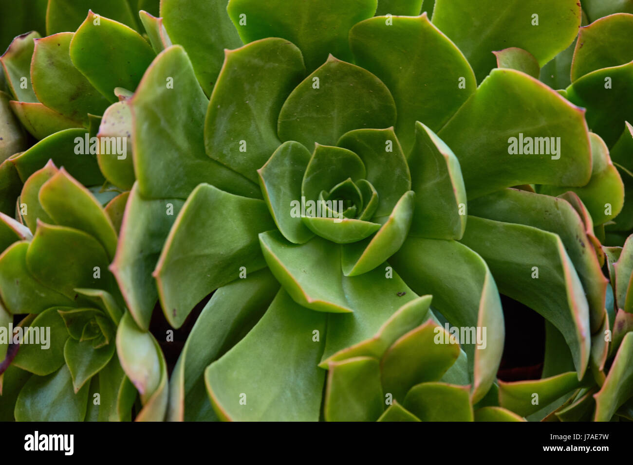 Agava hi-res stock photography and images - Alamy