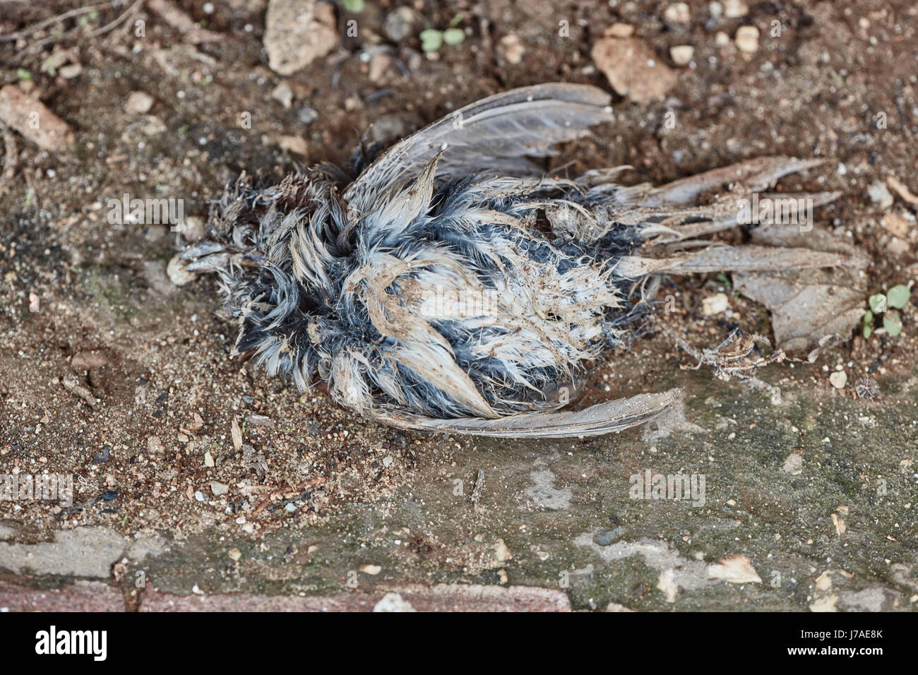 Dead bird corpse lying on the ground rotten Stock Photo - Alamy