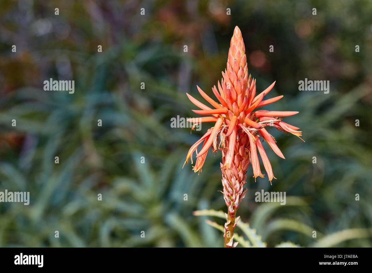 Aloe vera single flower Stock Photo - Alamy