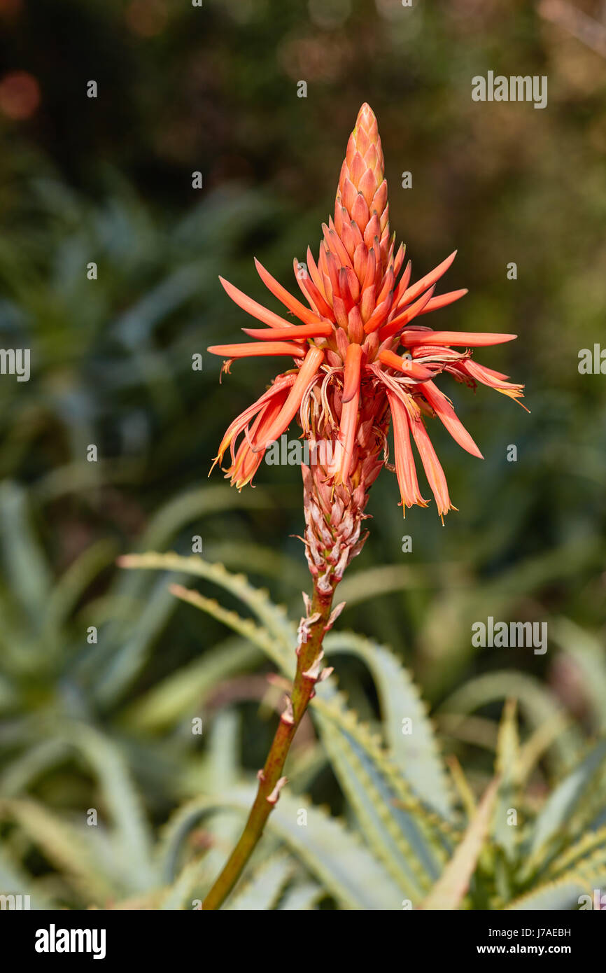 Aloe vera single flower Stock Photo - Alamy