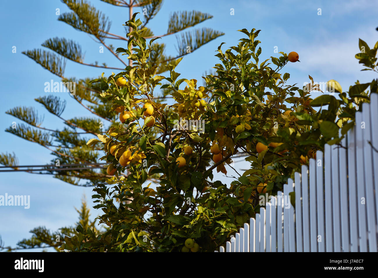 Orange tree behind a fence Stock Photo - Alamy