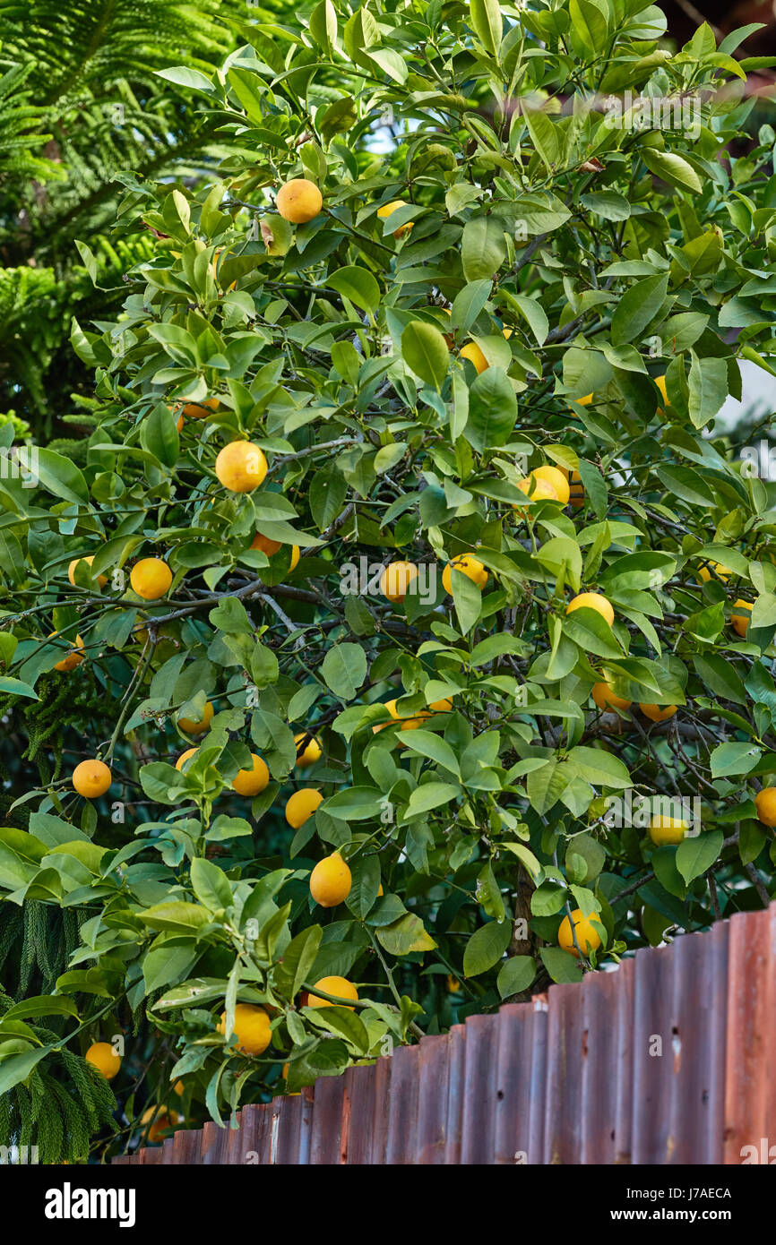 Orange tree behind a fence Stock Photo - Alamy