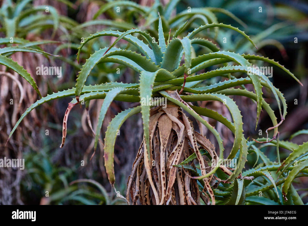 Aloe wera wild Stock Photo - Alamy