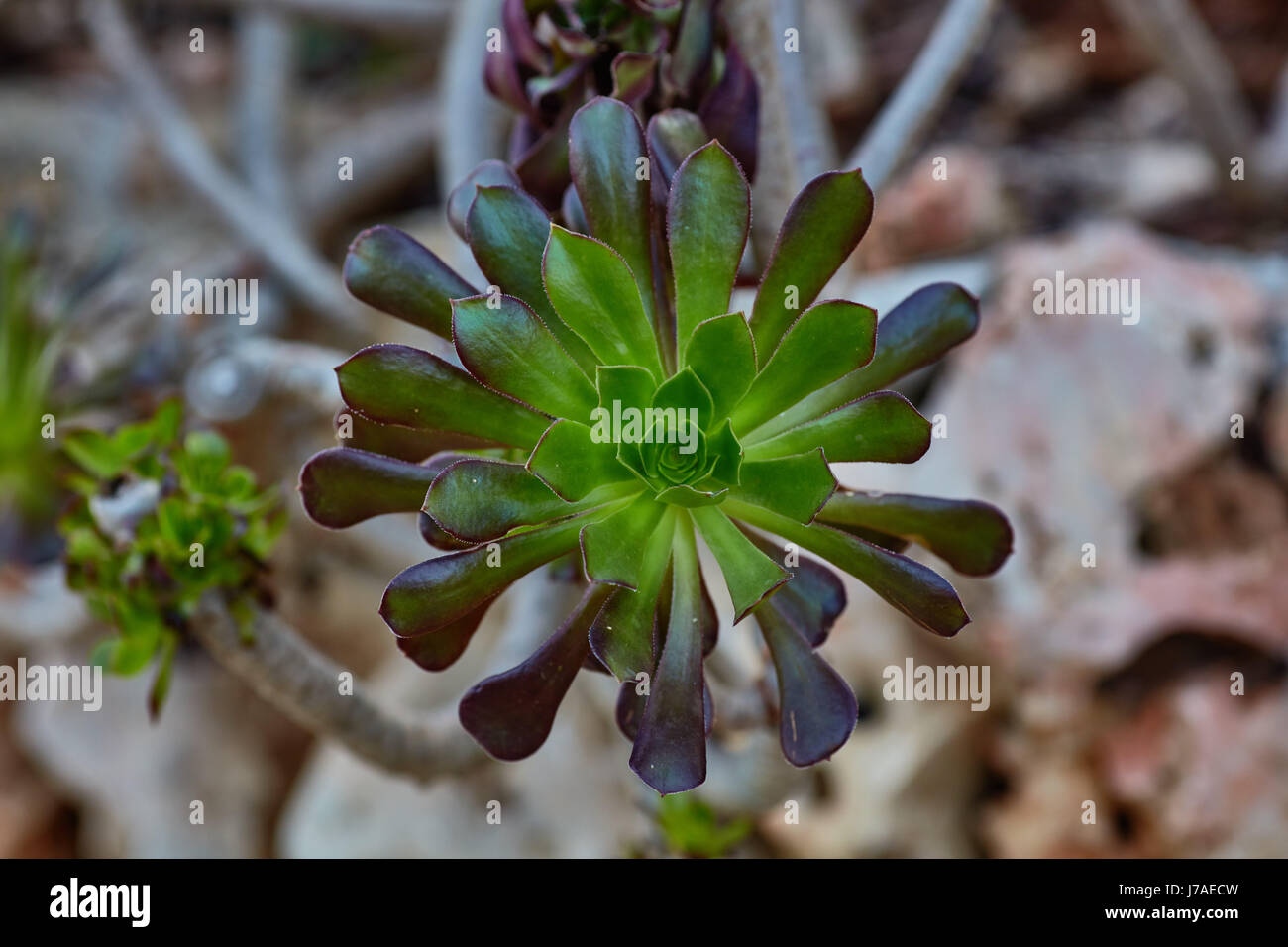Growing succulents hi-res stock photography and images - Alamy