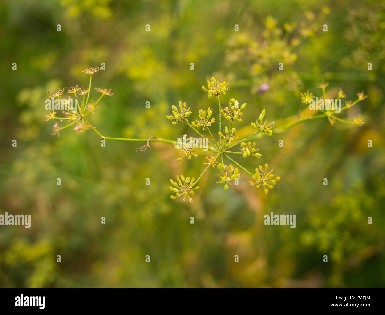 Weed growth hi-res stock photography and images - Alamy