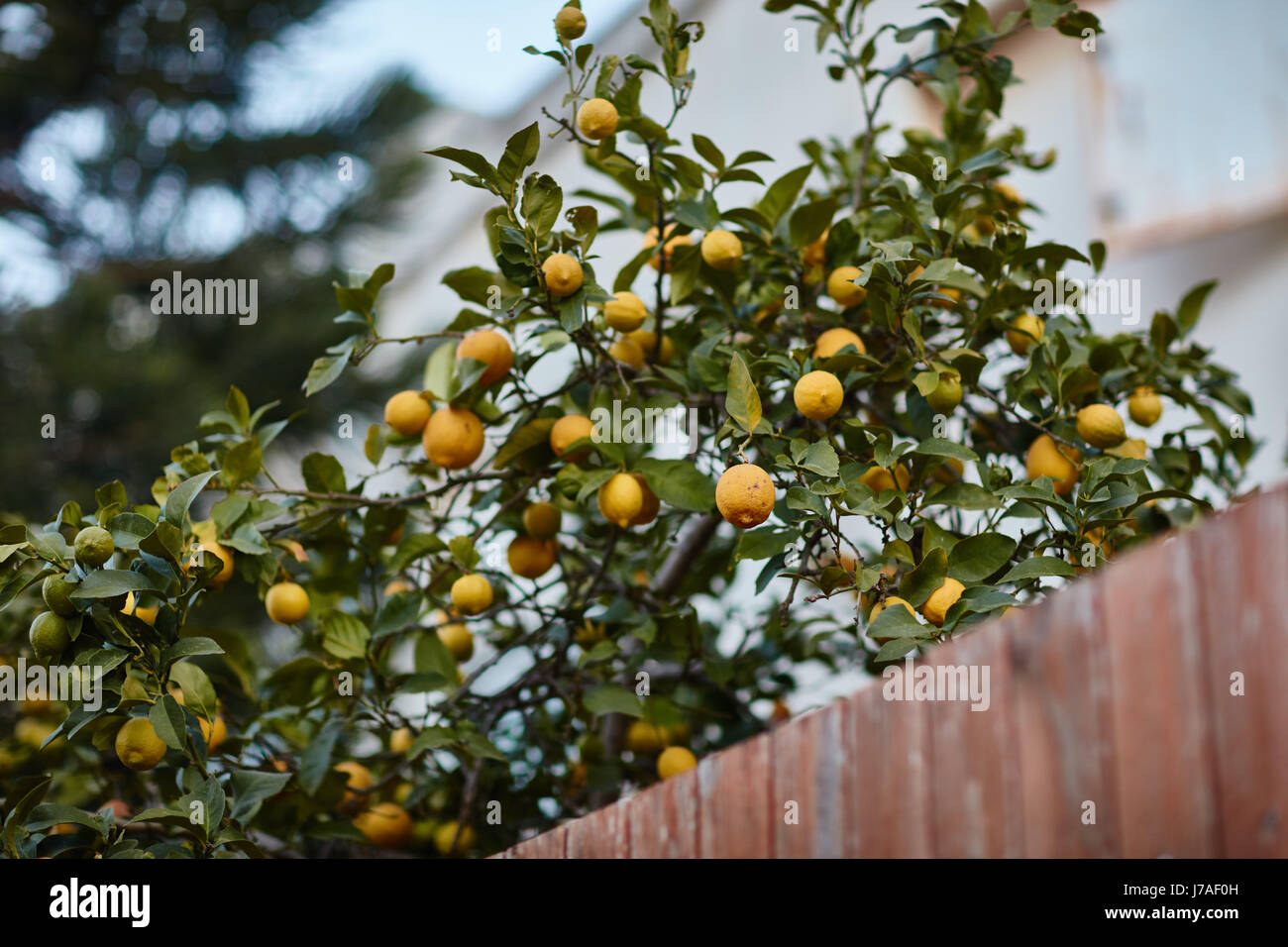 Orange tree behind a fence Stock Photo - Alamy
