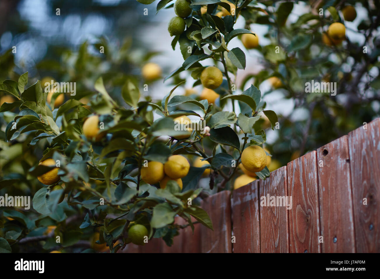 Orange tree behind a fence Stock Photo - Alamy