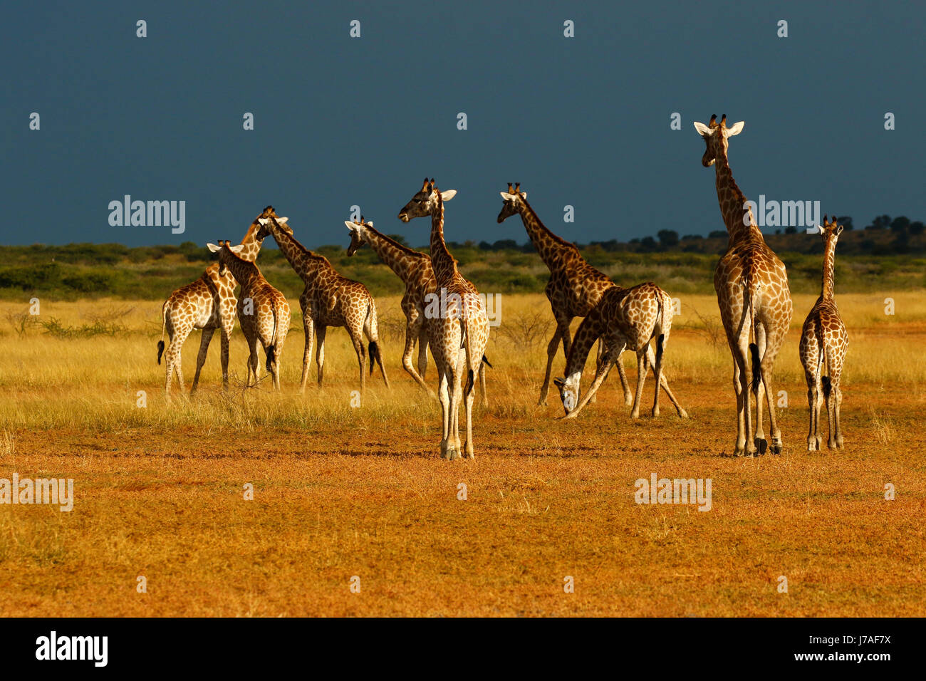 Stunning view of a Journey of Giraffes whilst on safari Stock Photo - Alamy