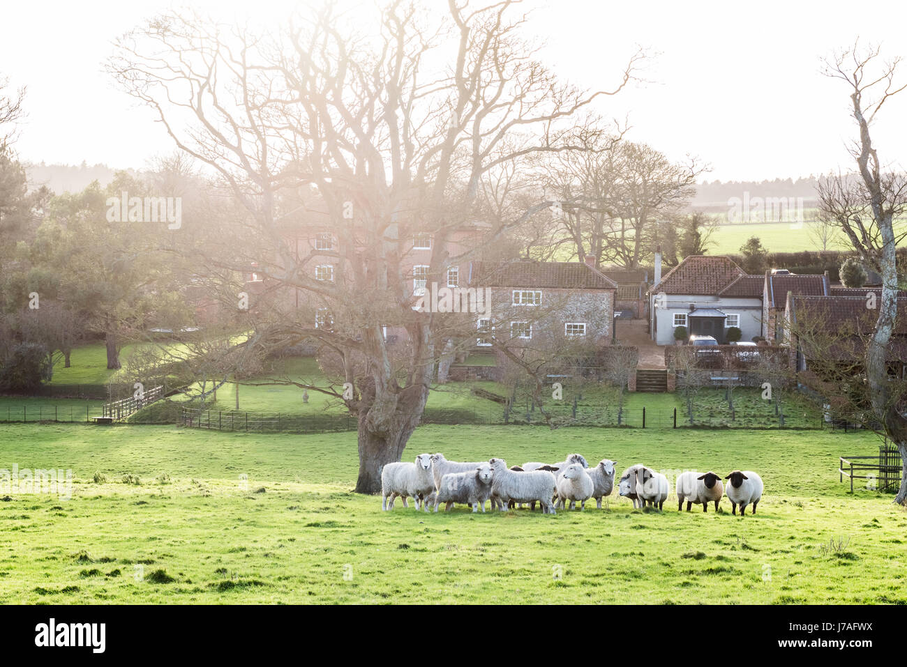 A small flock of Suffolk and Herdwick sheep in a Norfolk field Stock ...