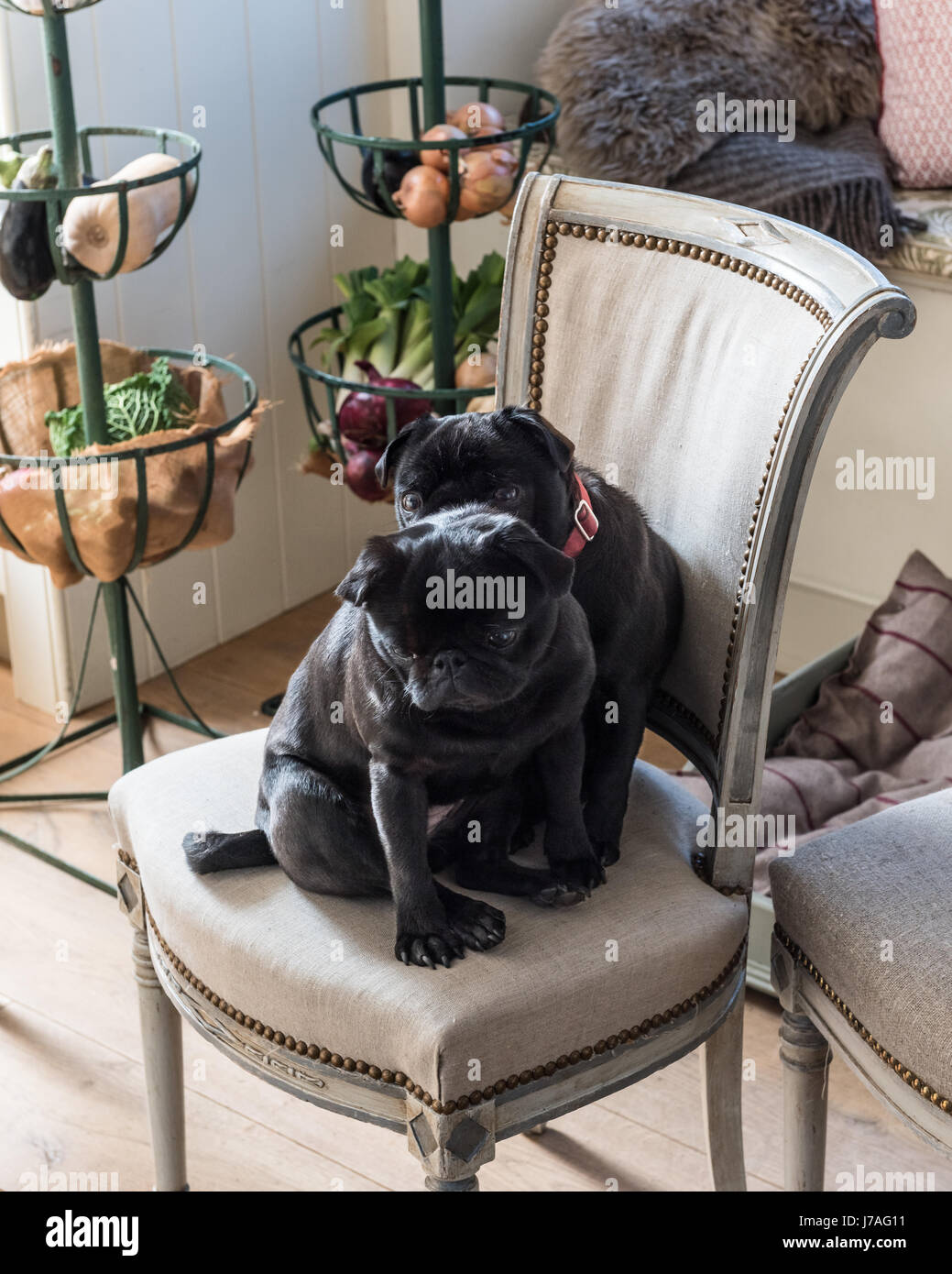 A pair of black pugs on a linen upholstered chair Stock Photo - Alamy