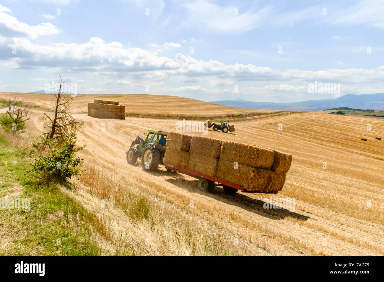Farmer collects bales of straw into a pile for easy transport ...
