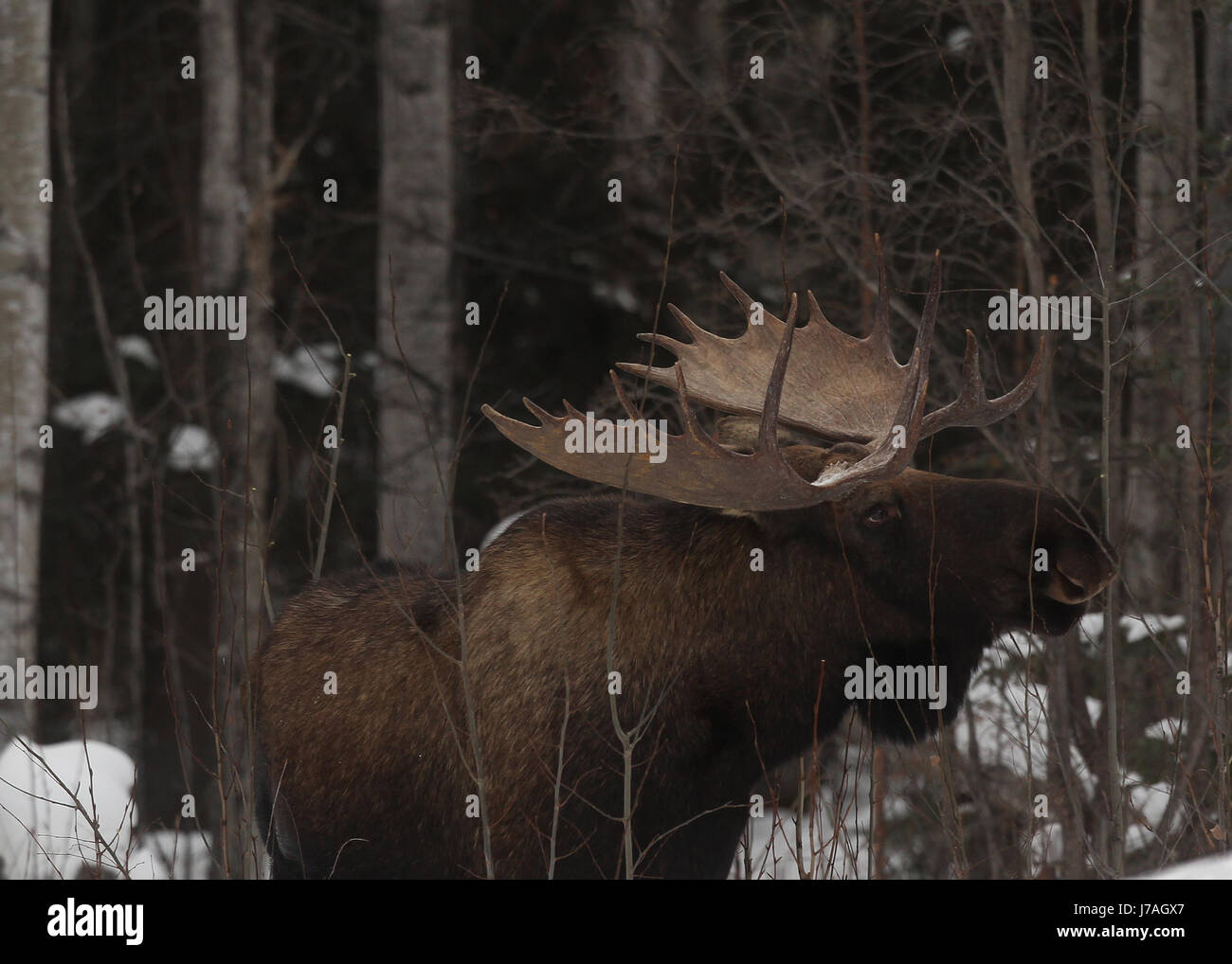A moose in the wild looks for food in the winter in Alaska Stock Photo ...