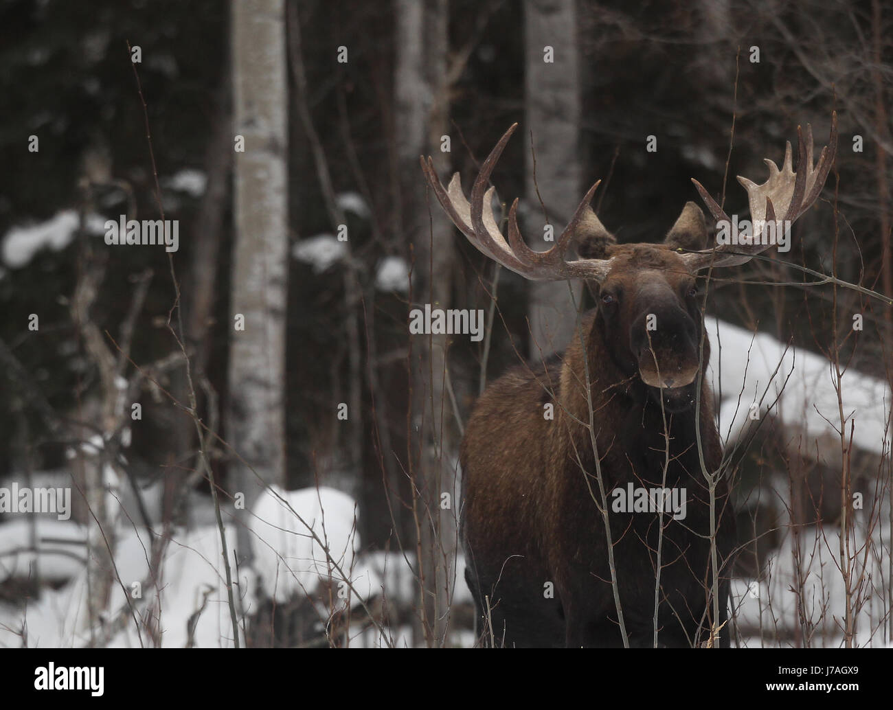 A moose in the wild looks for food in the winter in Alaska Stock Photo ...