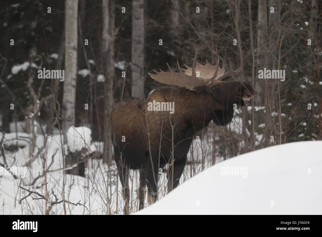 A moose in the wild looks for food in the winter in Alaska Stock Photo ...