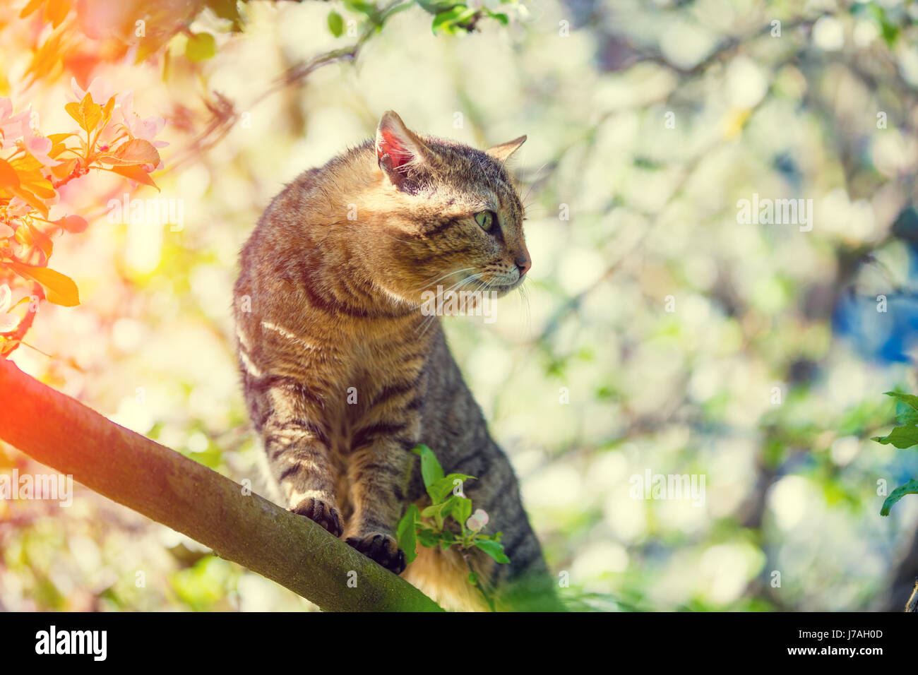 Cat in apple tree hi-res stock photography and images - Alamy