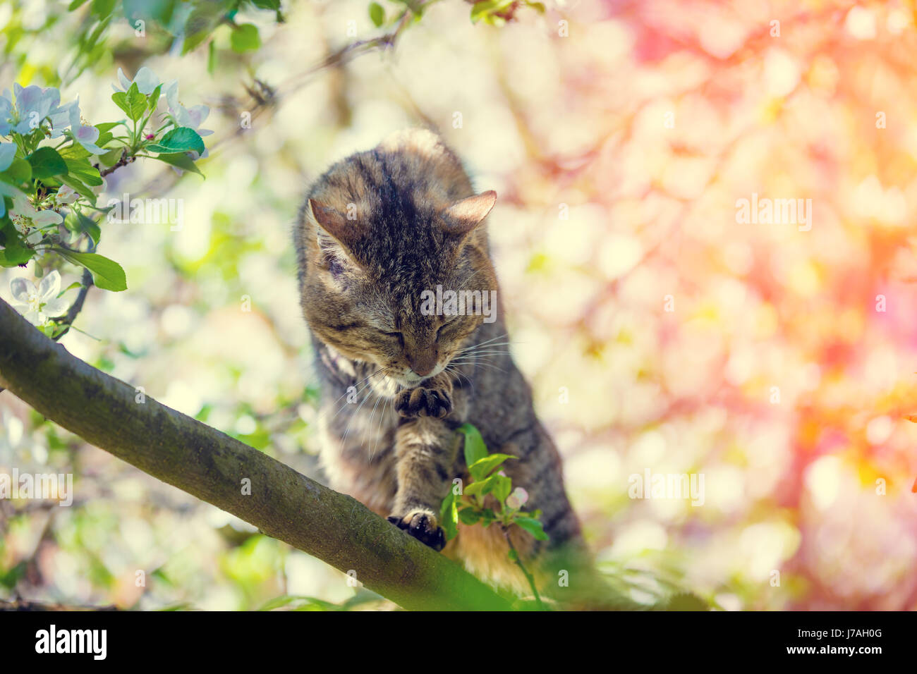 Cat in apple tree hi-res stock photography and images - Alamy