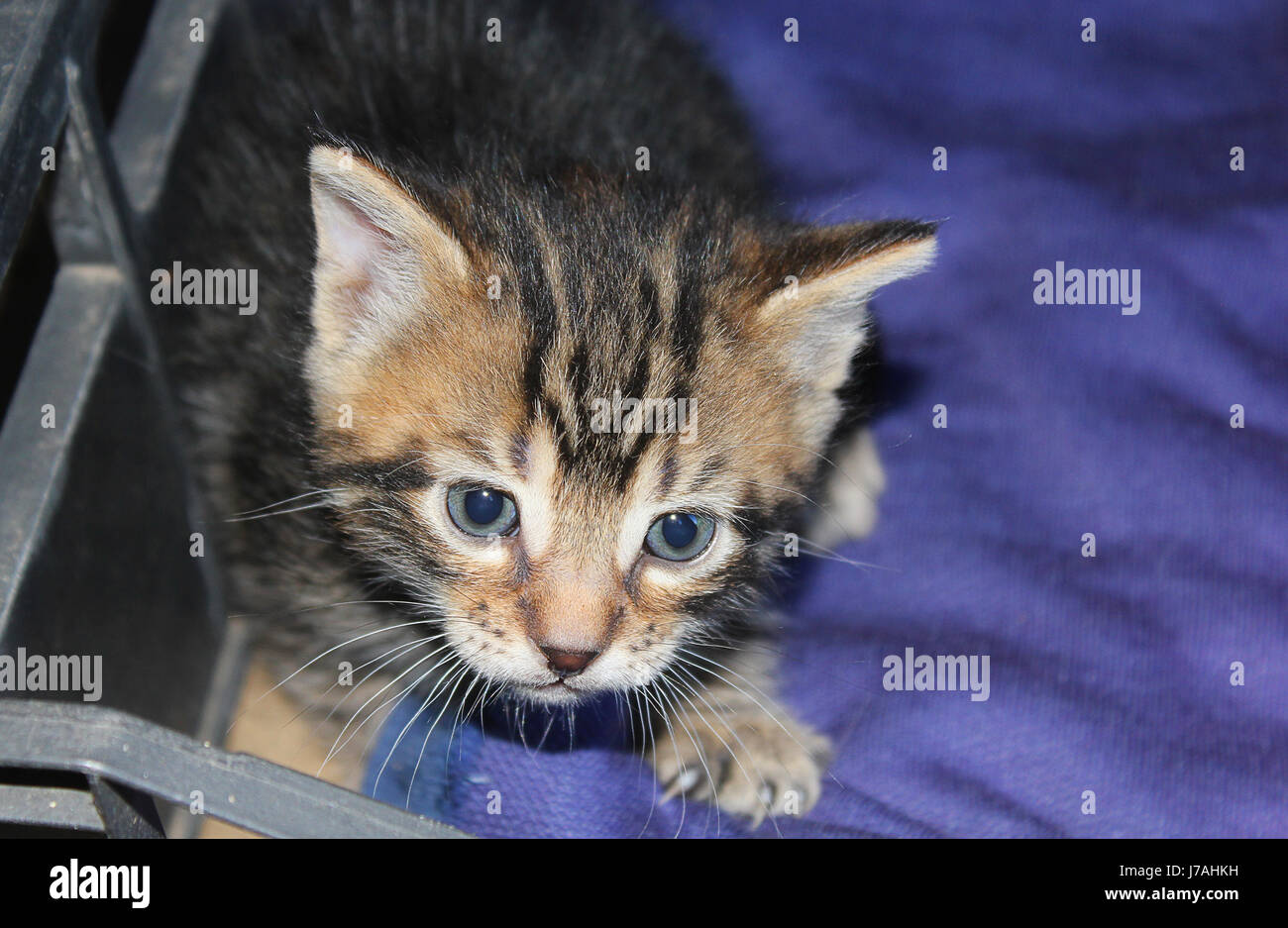 a little cat in the box Stock Photo - Alamy