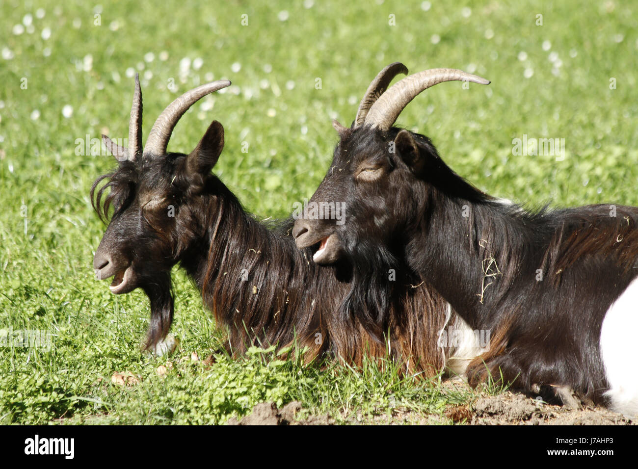 Blackneck goats hi-res stock photography and images - Alamy