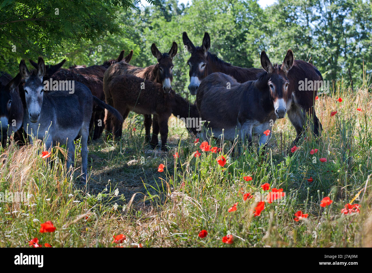 Eselherde hi-res stock photography and images - Alamy