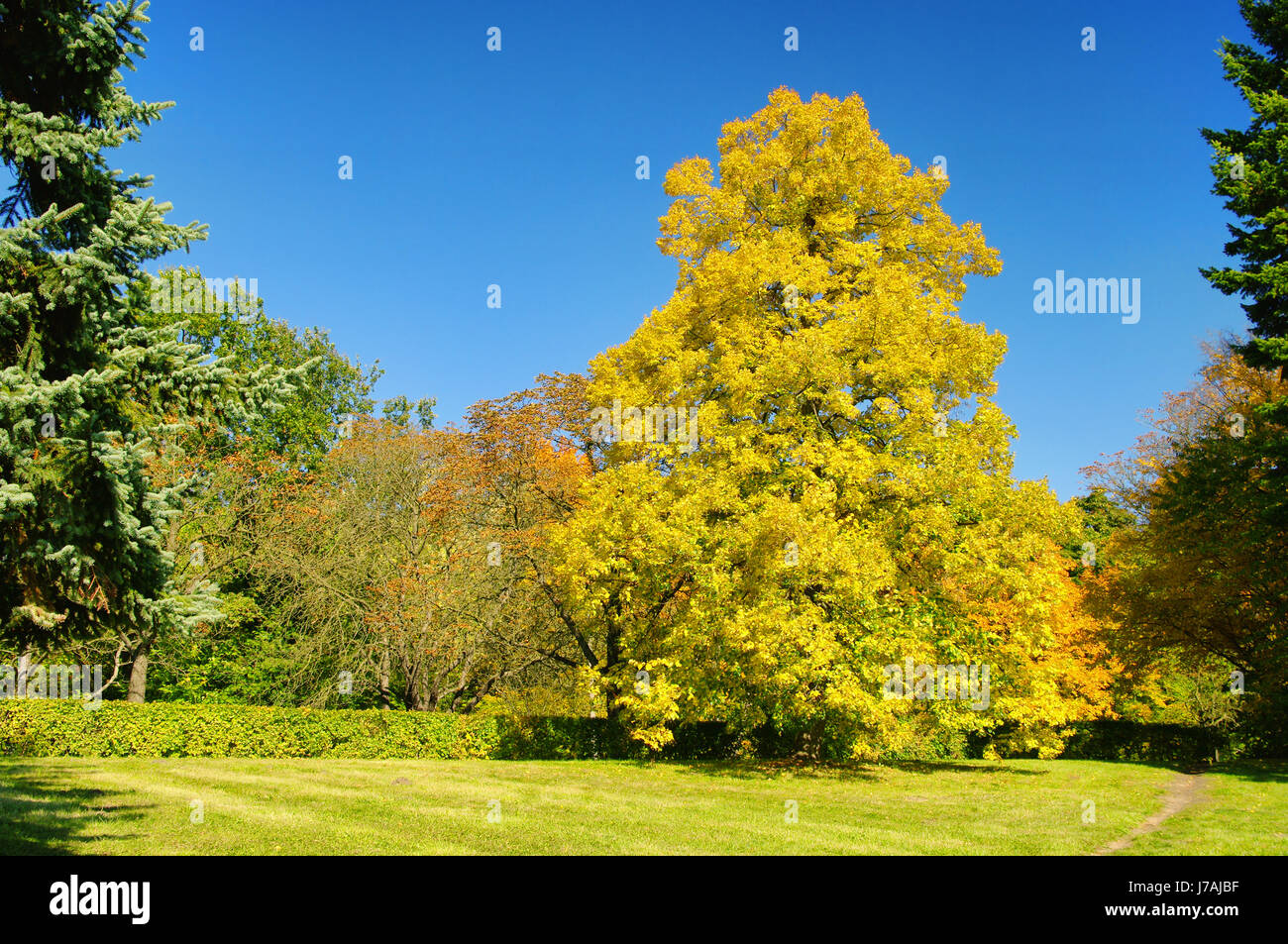 ahorn - maple 24 Stock Photo - Alamy