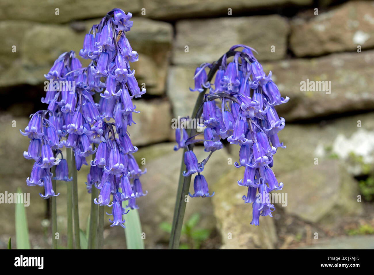 Bluebells in the garden Stock Photo - Alamy