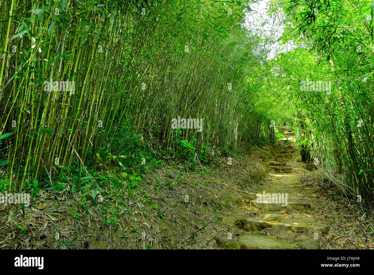 bamboo path way lawn green forest tree trees leaves outdoor peaceful ...